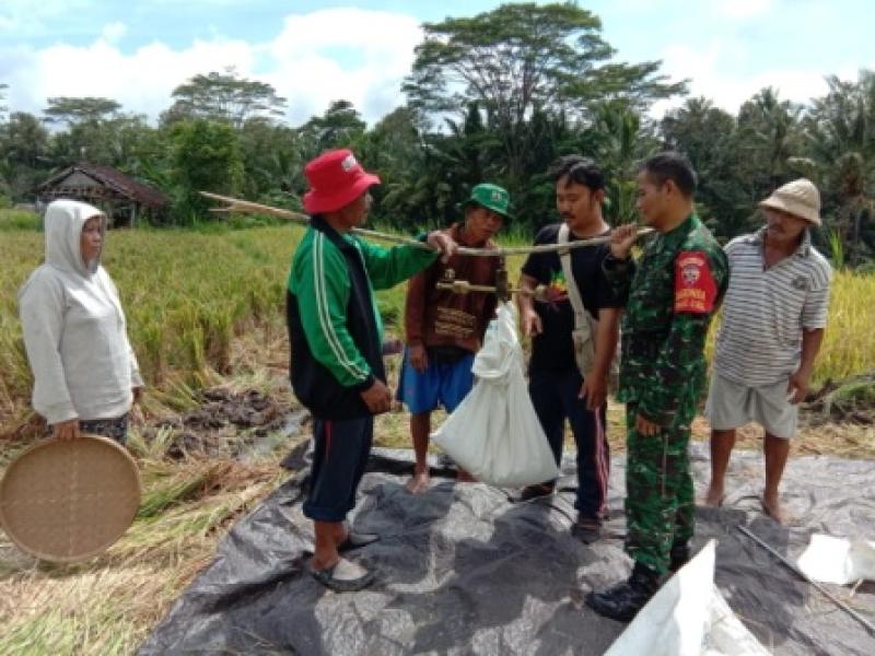 Babinsa dan Petani Tamanbali Panen Ubinan | Bali Tribune Babinsa dan Petani Tamanbali Panen Ubinan | Bali Tribune